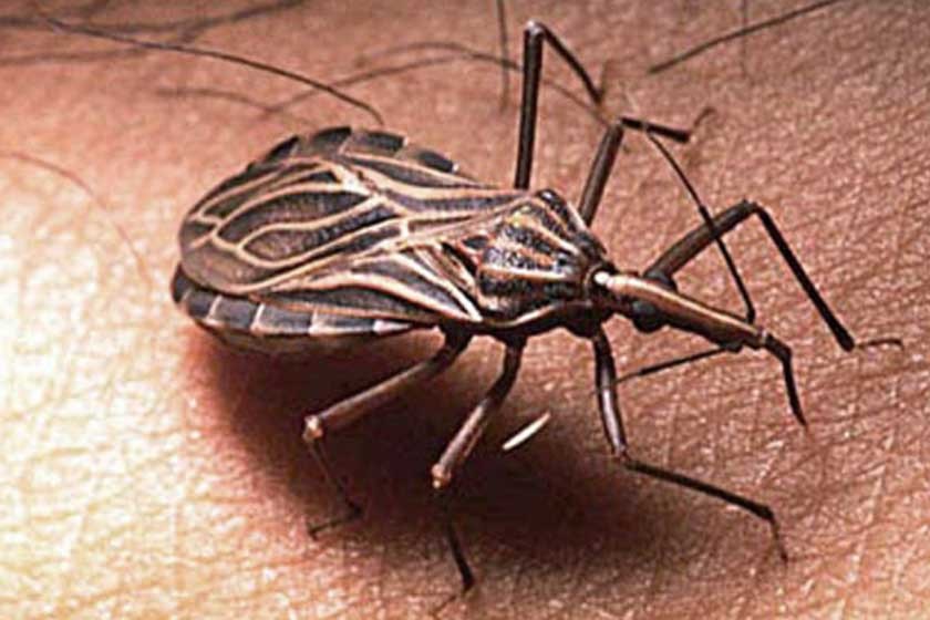 Insectos: VINCHUCA (Triatoma Infestans)