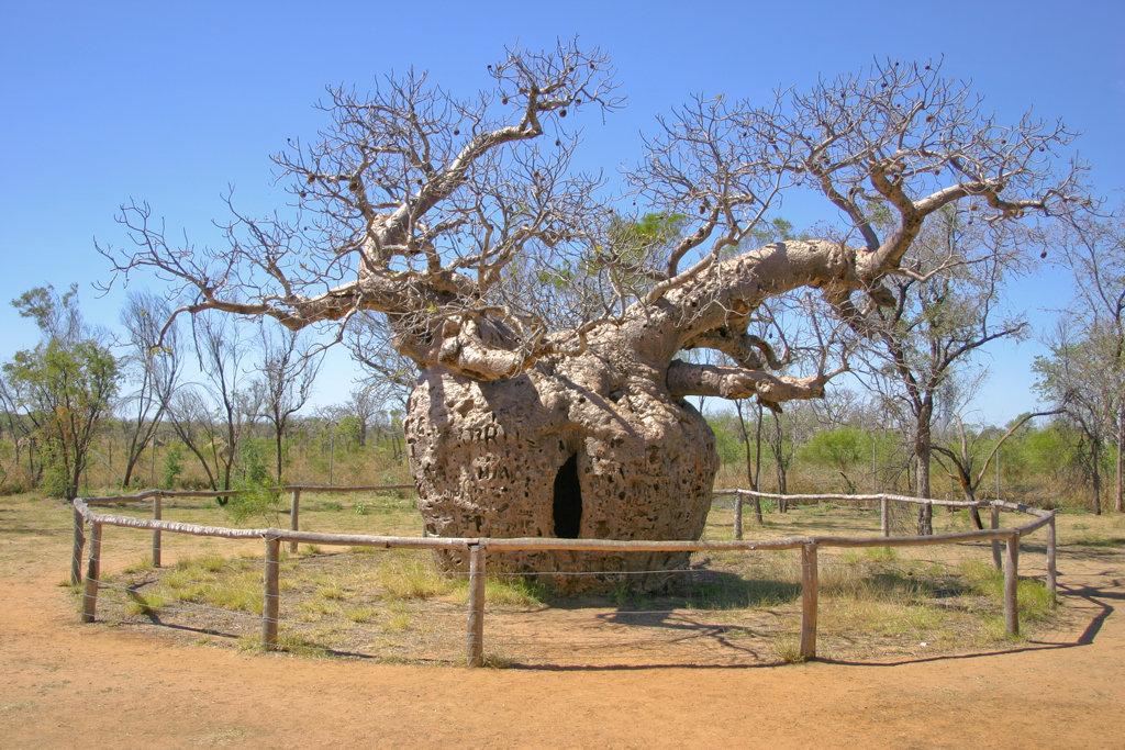 Boab Trees, Kimberley - Happy View