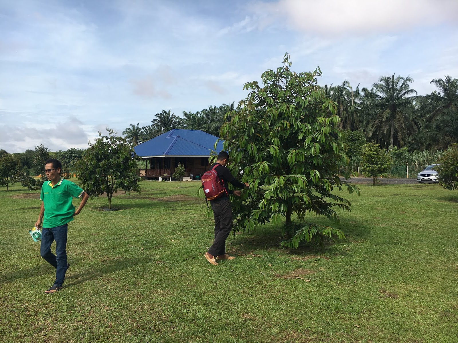 DUSUN TOK BAK: PERAKUAN PENGESAHAN POKOK INDUK (SKIM PENGESAHAN BAHAN ...