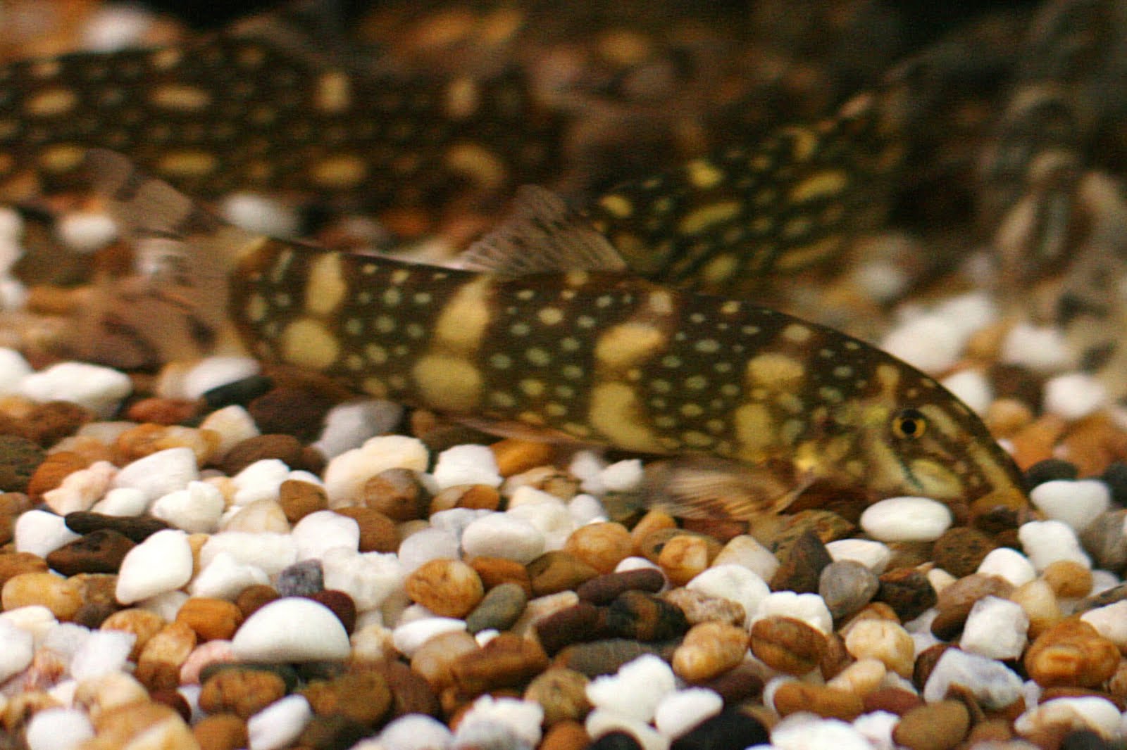 Fish Pictures: Burmese border loach - Botia kubotai