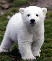 The next celebrity zoo animal? Polar bear Knut's little half-brother is ...