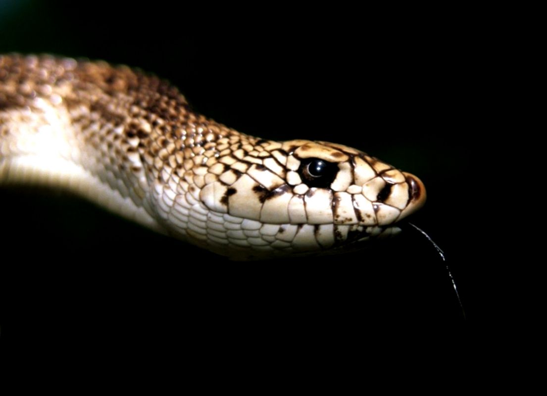 Snake Head Profile | Wallpapers Gallery