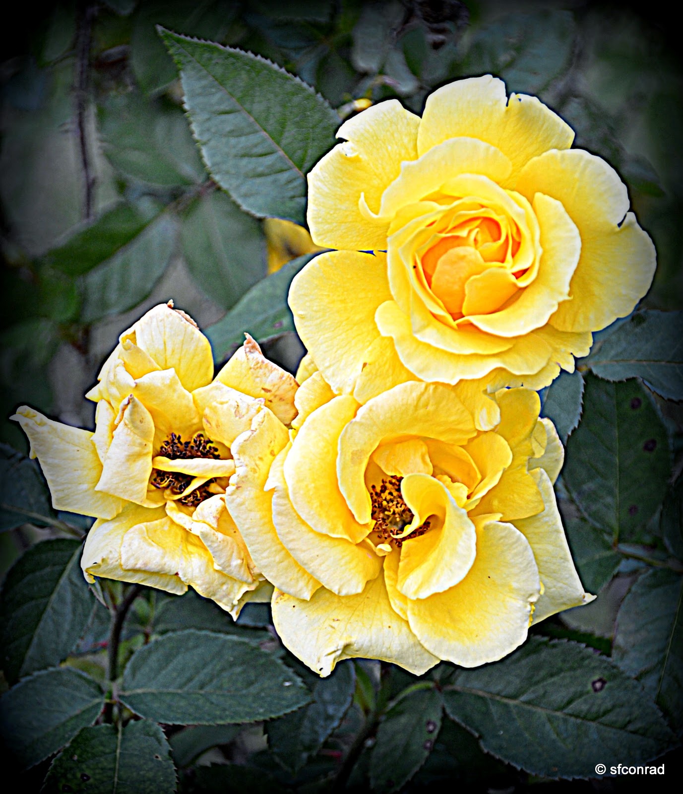 Yellow Rose Of Texas Certificate at Larry Richardson blog