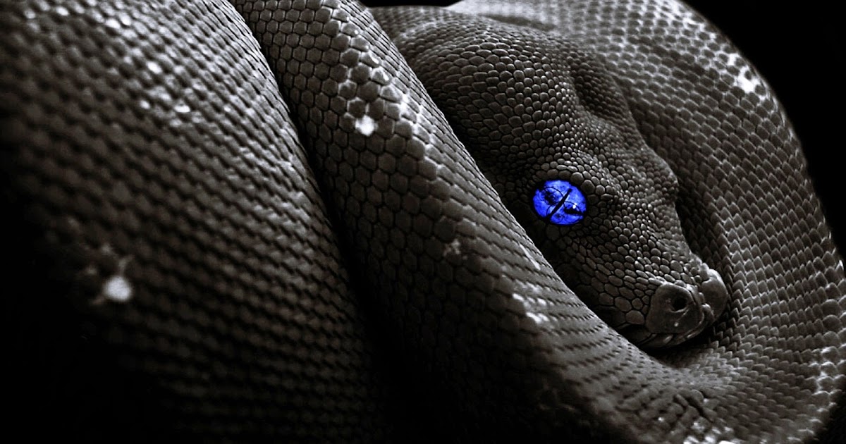 Snake 1600 x 1000p HD Wallpaper | Full HD Wallpapers