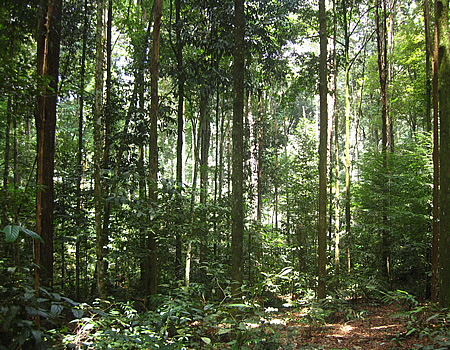 Forest Dweller: Neobalanocarpus heimii (cengal) "Crown Shyness" Phenomenon