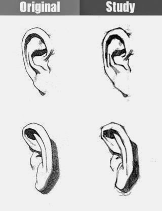 Chang Art: Drawing Study (Bargue Plate - ear 2, face)