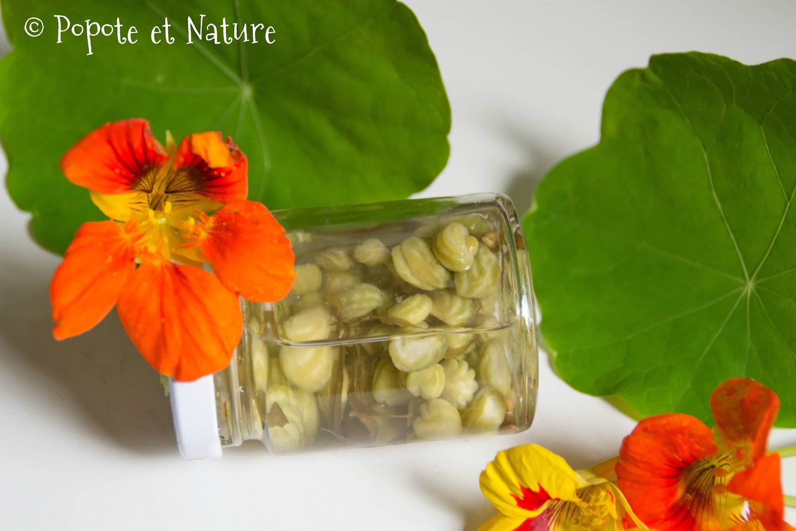 Popote et Nature: Mangeons la capucine ! ♪ ♫ ♪... Des fleurs jusqu’aux ...