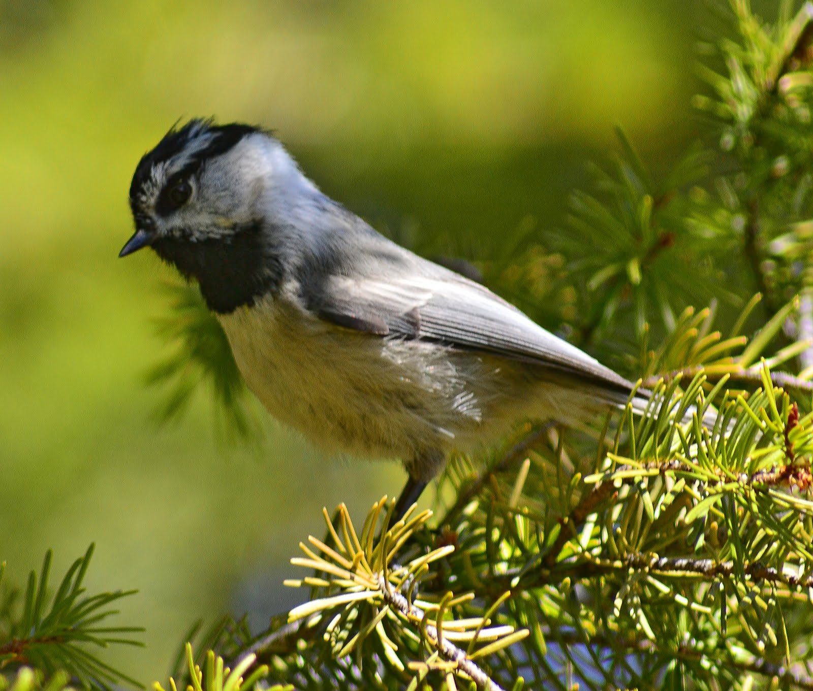 Putah Creek Photo: The High Flying Birds of Wyoming and Montana Plus ...