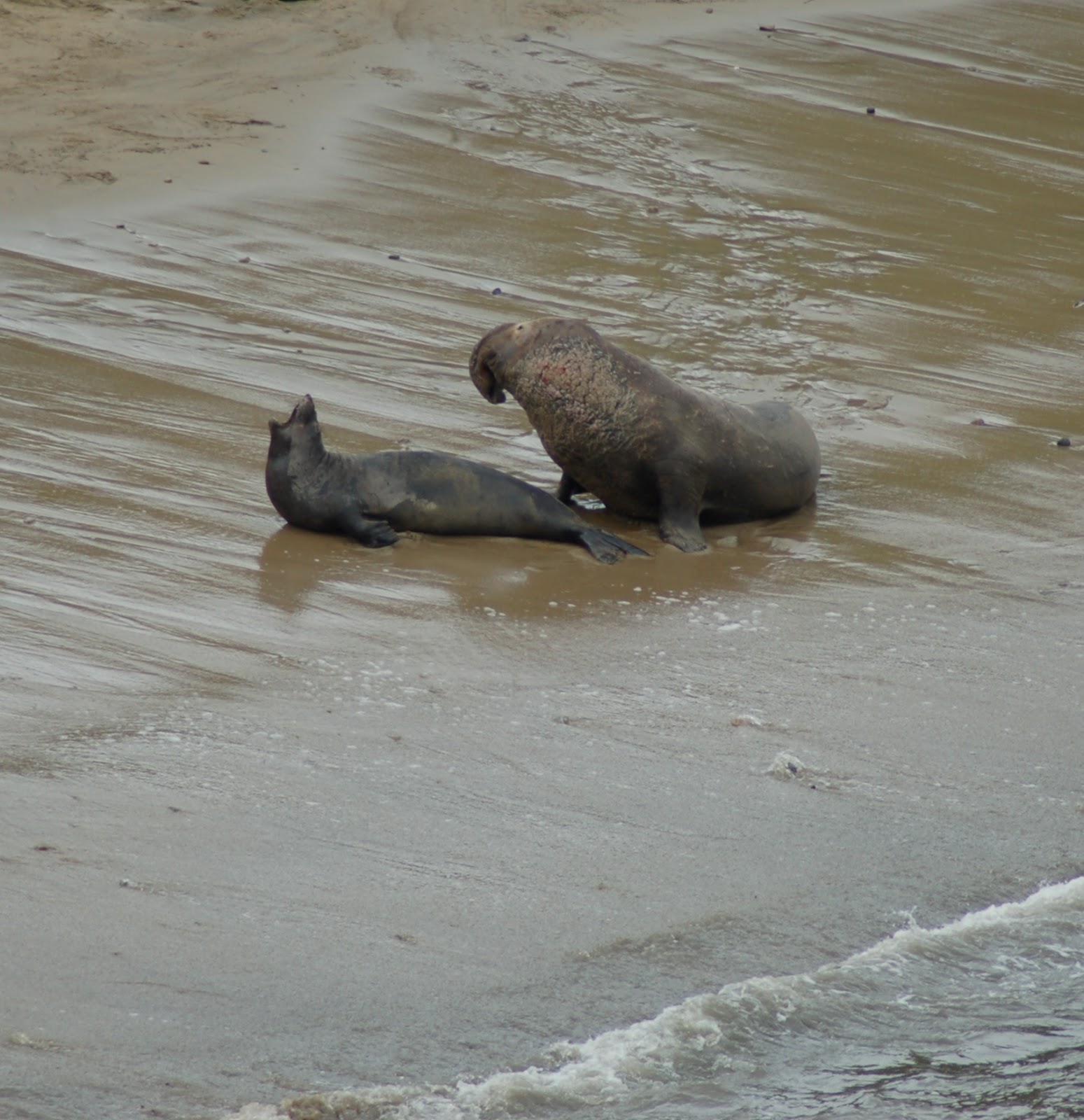 Point Reyes Outdoors: Northern Elephant Seals at Chimney Rock