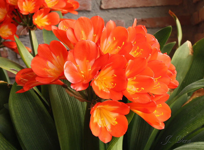 Un jardín en Málaga: Clivias miniata y citrina.