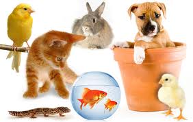 EMOTION + EXPRESSION = BLOG: ARGUMETATIVE ESSAY #3: ANIMALS AS PETS