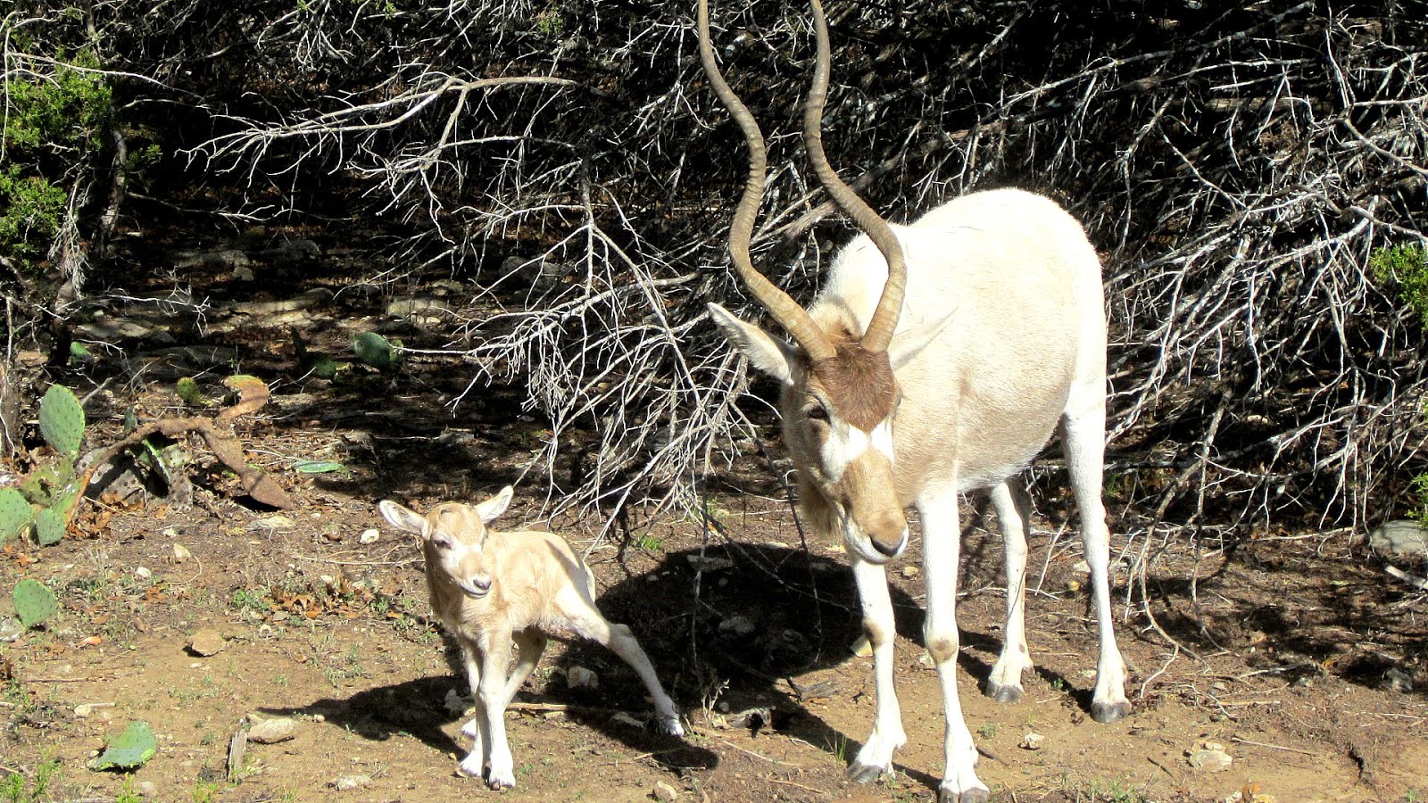 Why Are Addax Endangered - Danger Choices