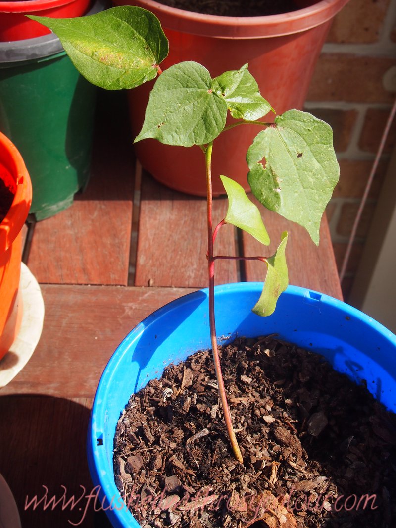Flushed with Rosy Colour: 2 month old cotton sprout