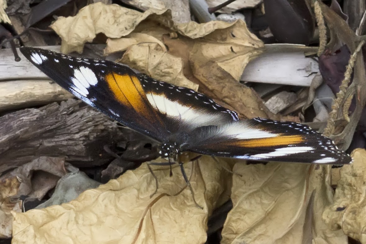 Kay Parkin Birding: Mackay Qld Butterflies