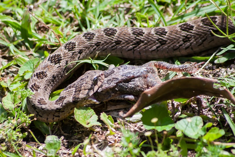 Andrew's Birding and Wildlife: Common Night Adder eats Toad