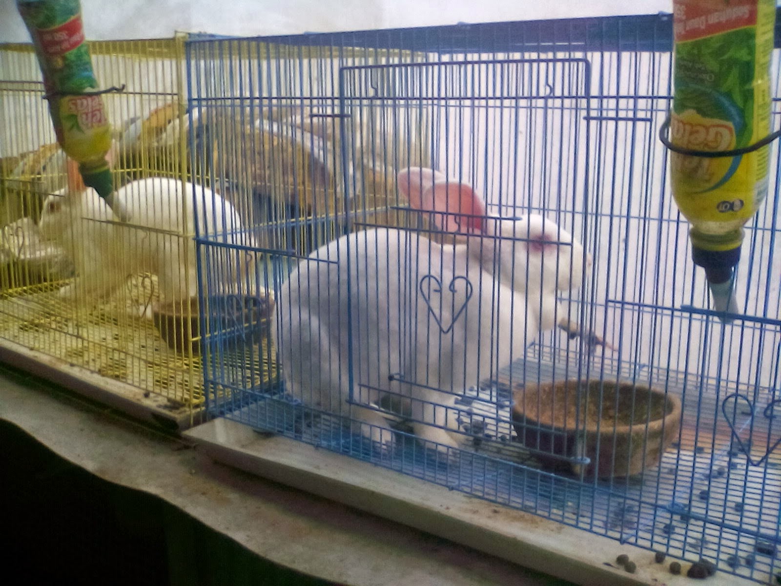 Palagan Rabbit Multifarm Yogyakarta: jual flemish giant & rex rabbit