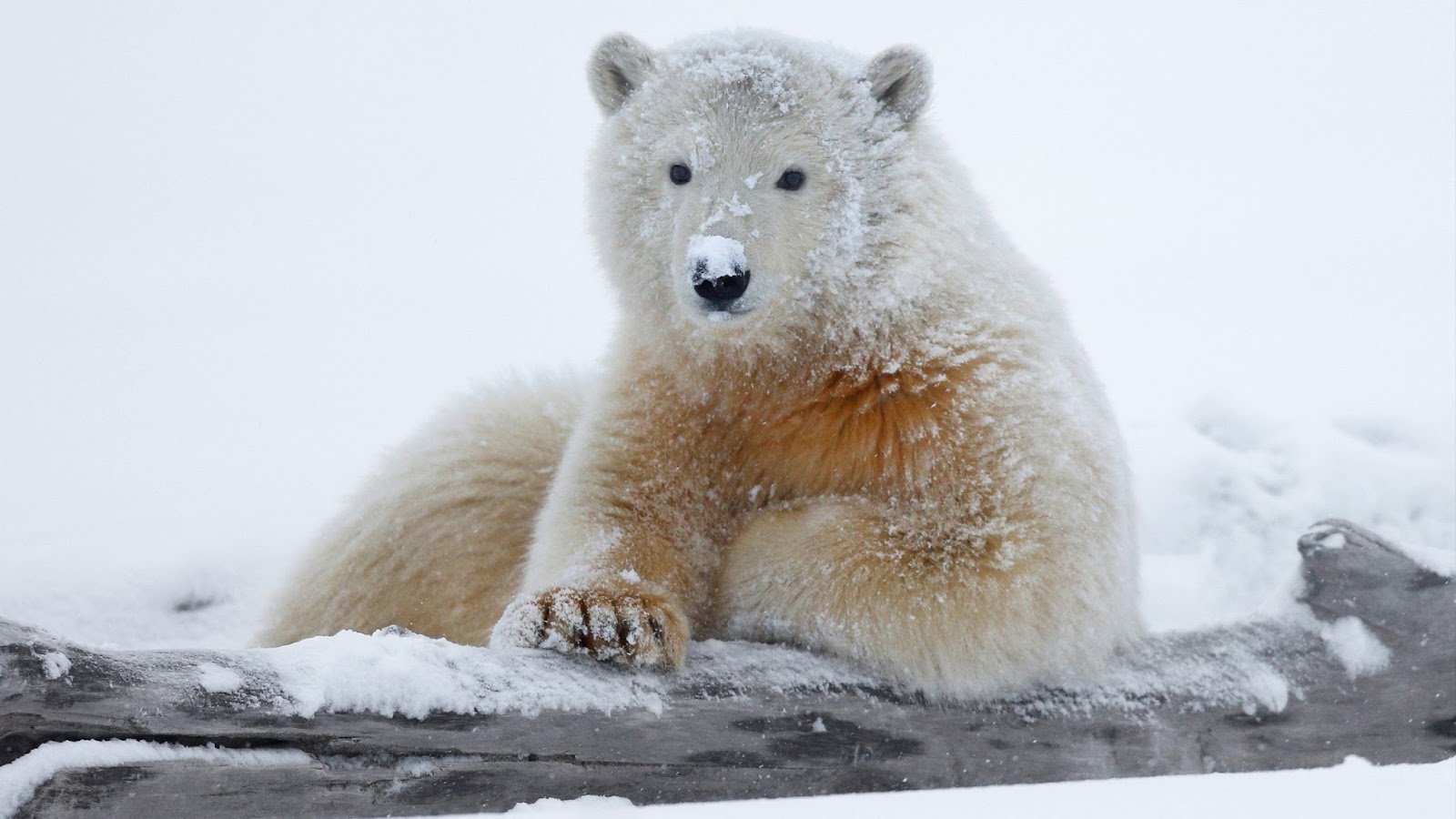 Oso polar wallpapers