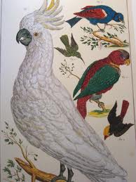 El rebost de Mr. Cairo: Albertus Seba i la seva col·lecció