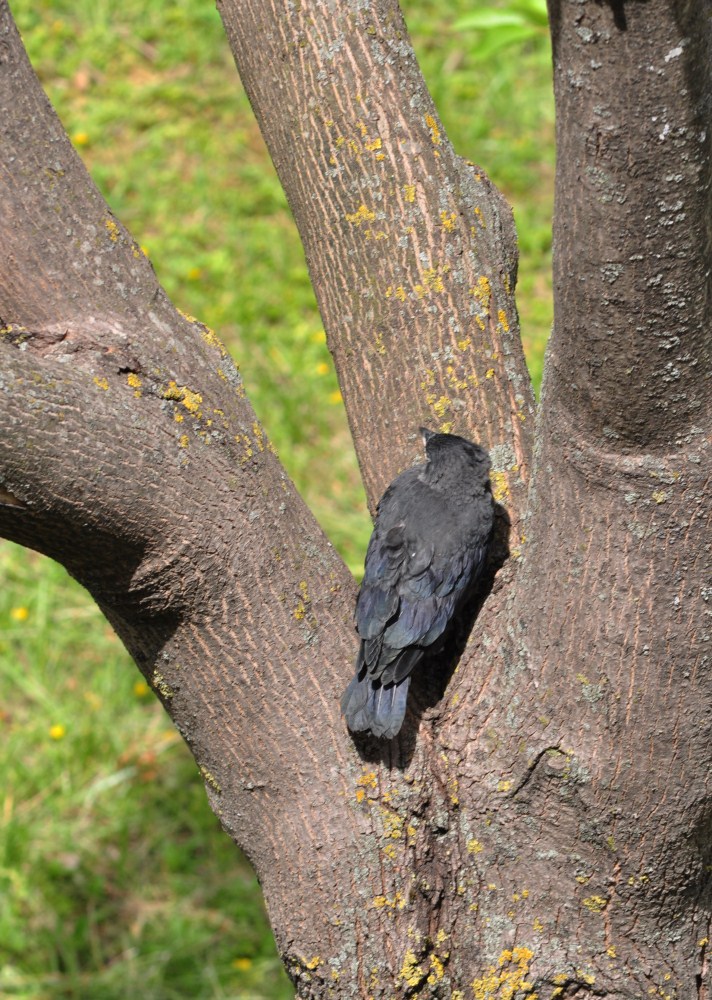 Catalin Negru: Puiul...de Stancuta