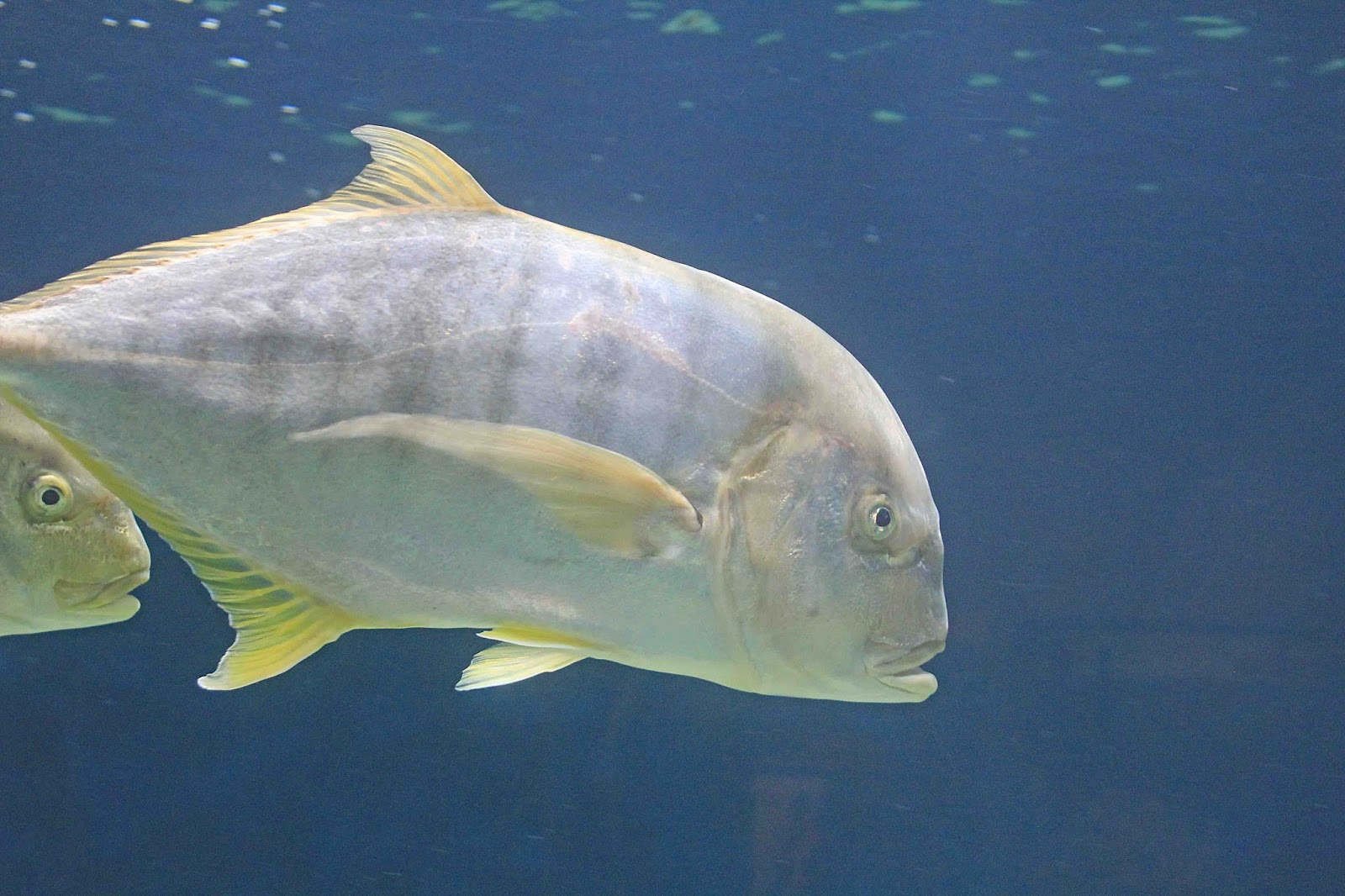 Western Sojourns: Travels with Camissonia: BIRCH AQUARIUM AT SCRIPPS ...