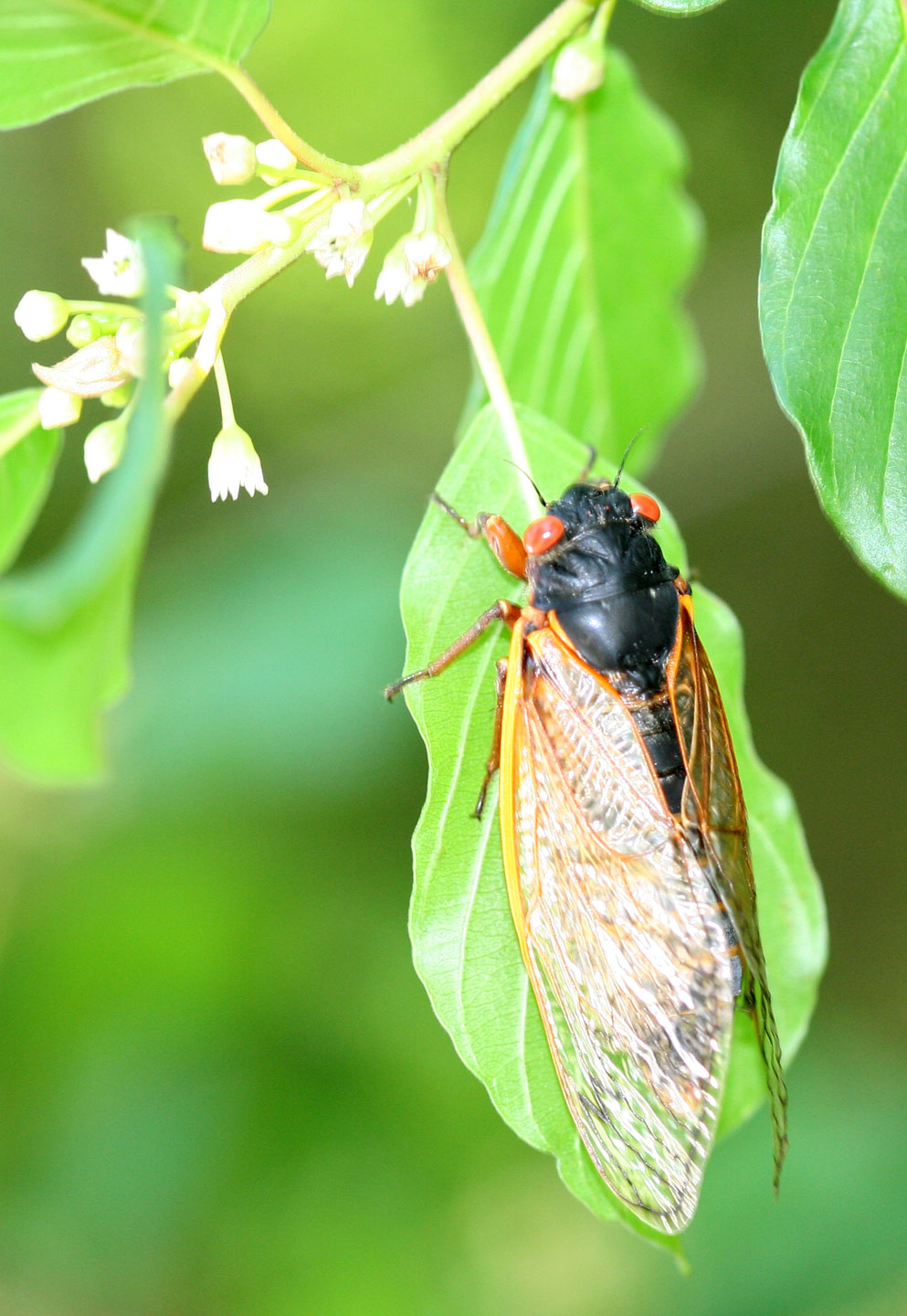 Long Island Cicadas