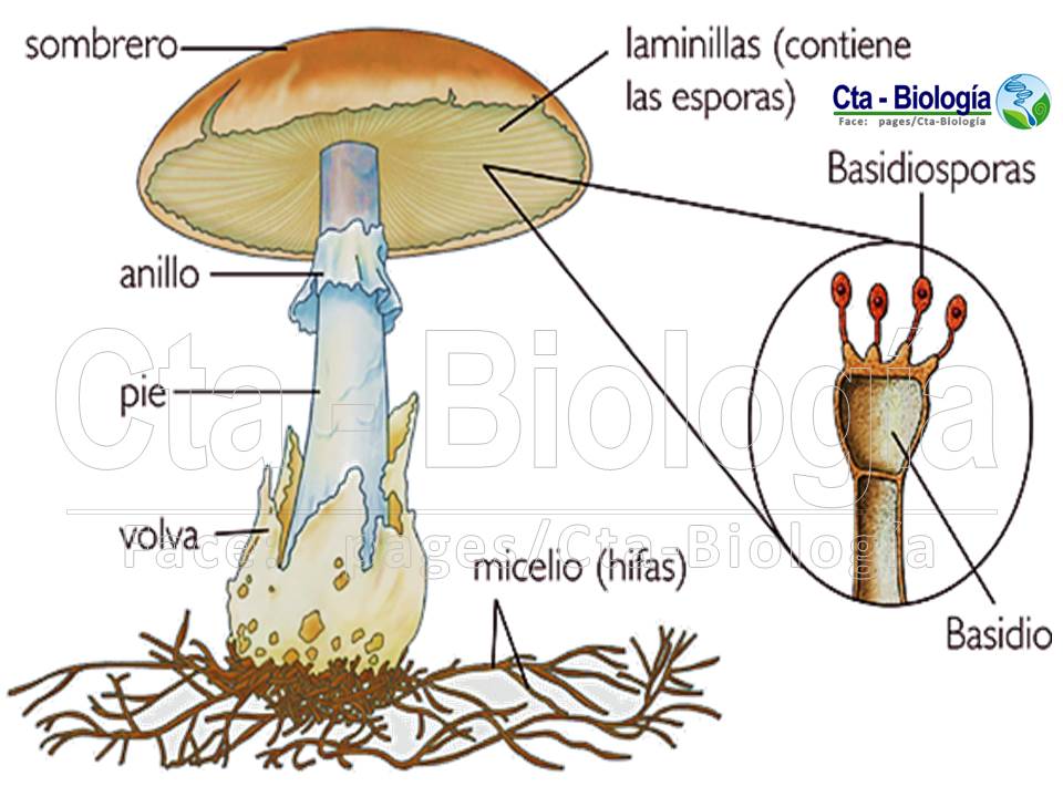 Biología didáctica: Ingeniería ECOL - Reino Fungi