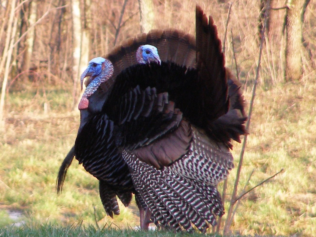 Blue Jay Barrens: Turkey Sunday