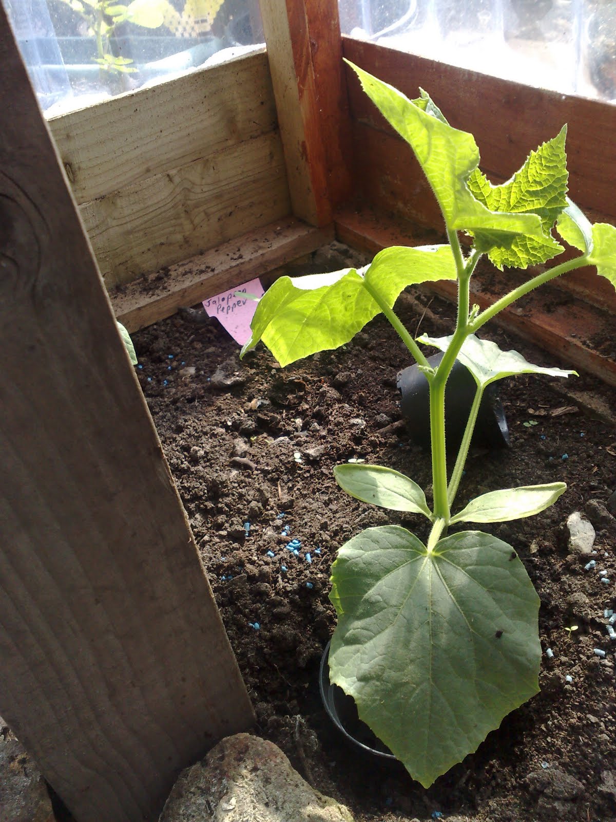 Small veg plot and chicken keeper: Plants at 6 weeks old