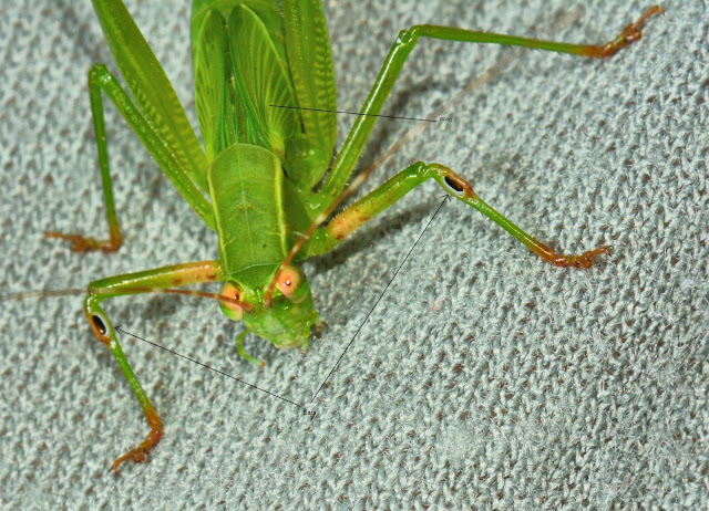 Nature Ramblers: Ramble Report September 3 2015