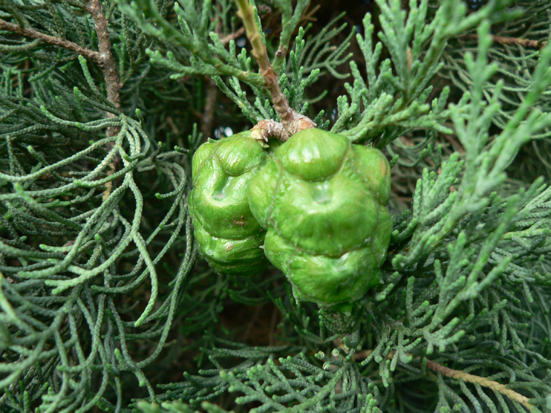 Á R B O L E S (T R E E S) y P A L M E R A S (P A L M S): Cupressus ...