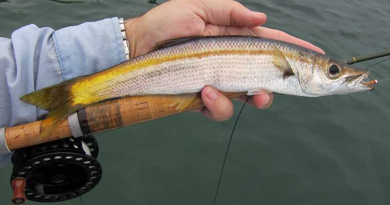 Yellowfin Pike - Fishes