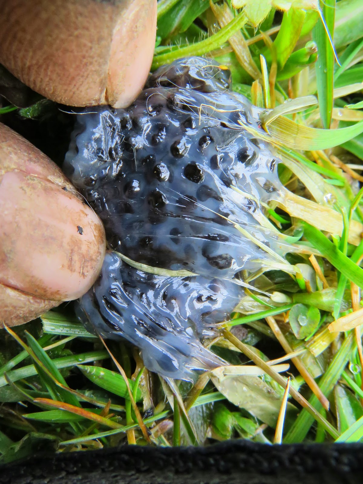 Is this the way to Amaryllis?: Great Dixter , Star Rot, Mystery Chinese ...