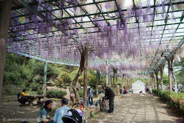 31 Japan Links You Might Want to Read - May 6 | Surviving in Japan ...