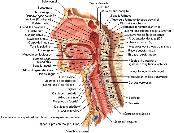 Exudado Faringeo: EXUDADO FARINGEO
