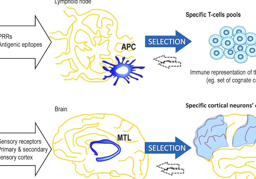 Neuroanatomy Of Memory - Neuroanatomy Of Learning