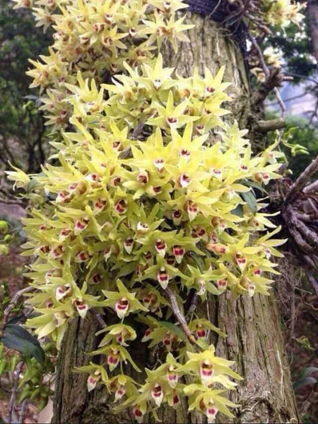 karya ku : paridah ishak: ORKID POKOK...