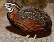 Clube da Codona: Espécies de codornas: Europeia, americana, japonesa ...