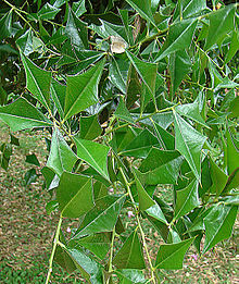 Hoja Romboide (rhomboidalis) - Botánica integra