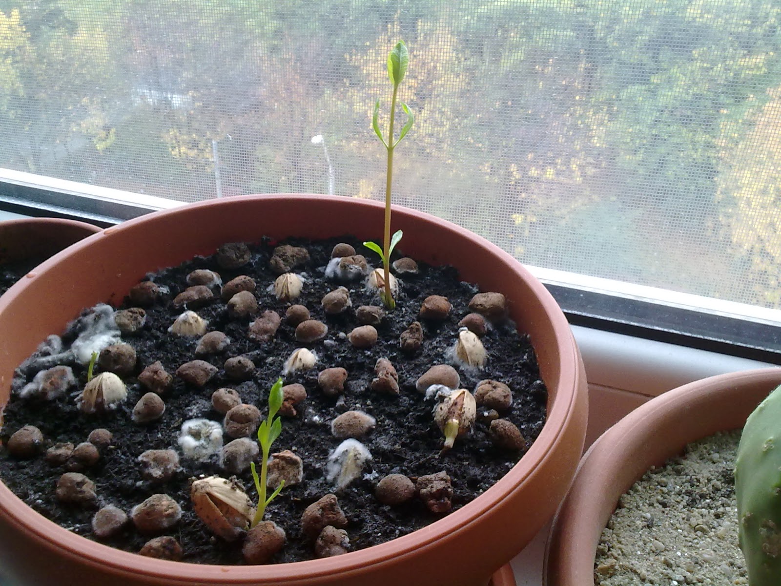 Cum să obţii un arbore de fistic din seminţe | Lumea Femeilor si a ...