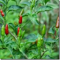 Varietas Cabai Rawit