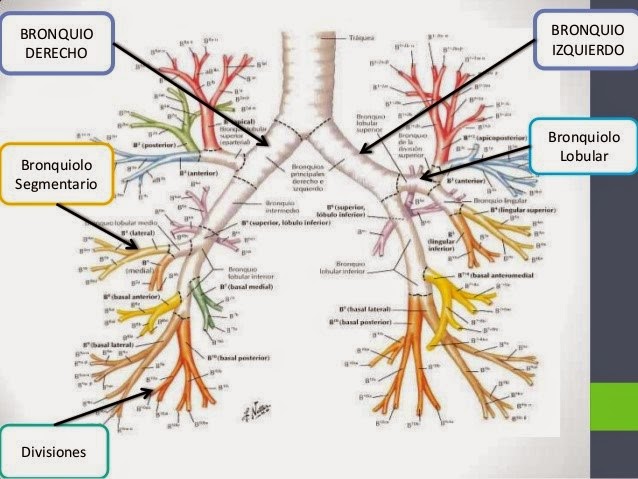Histologia Sistema Respitaorio: Arbol Bronquial