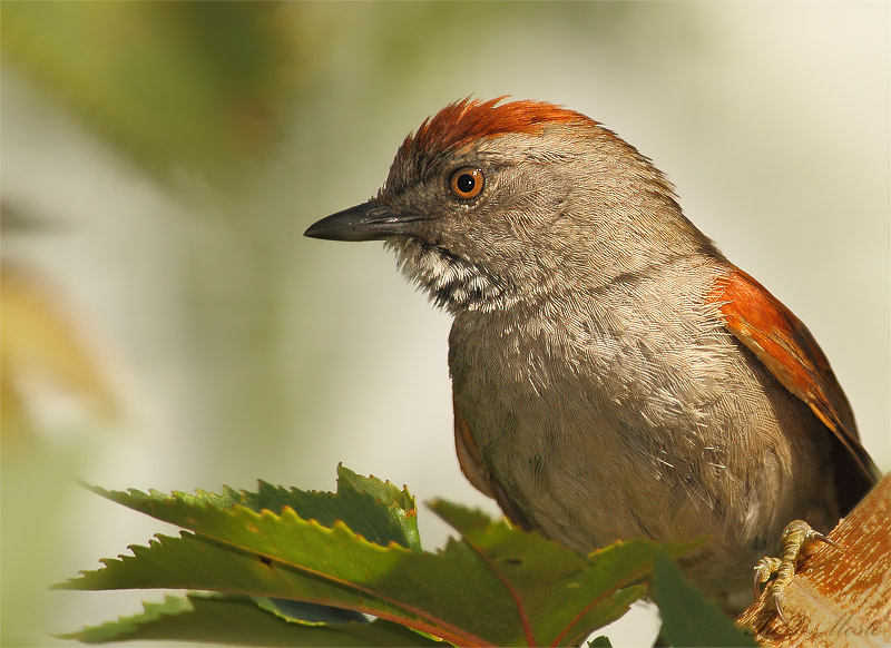 AVES NUESTRAS: PIJUI FRENTE GRIS