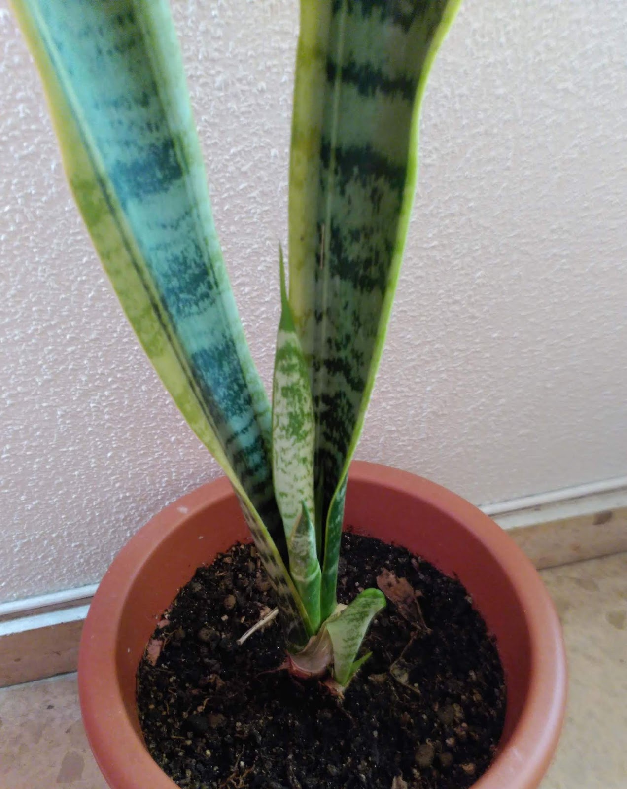 Las abuelas un mundo de sabiduria: Propiedades y beneficios de la ...