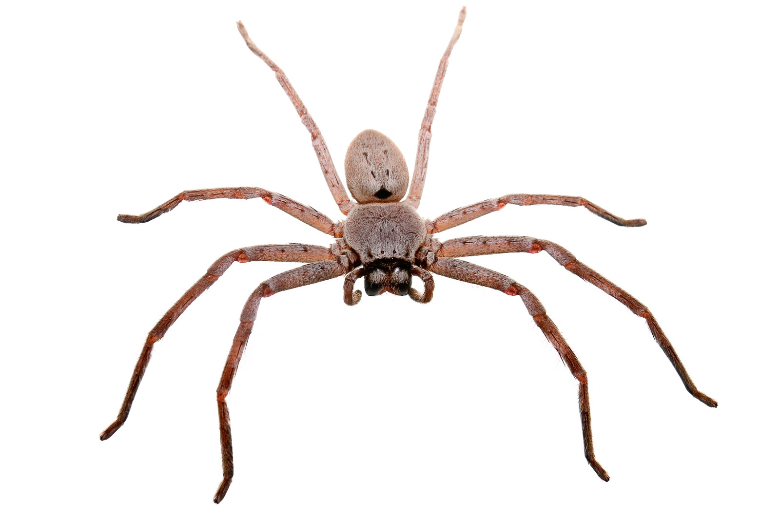 "A Sistah in Oz": Huntsman Spider