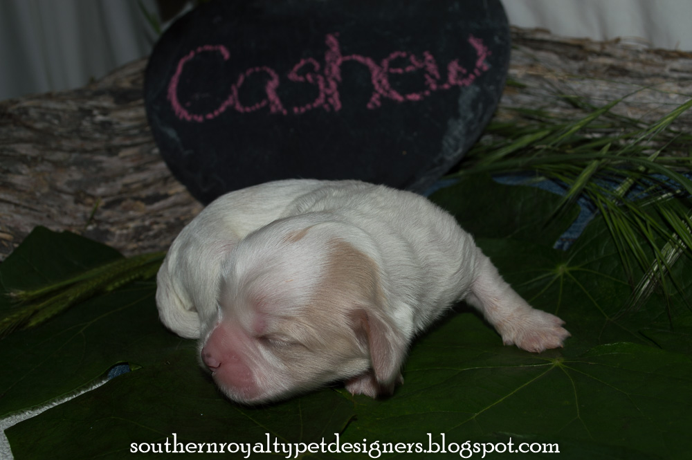 Southern Royalty Pet Designers: We Have Cavaton puppies!