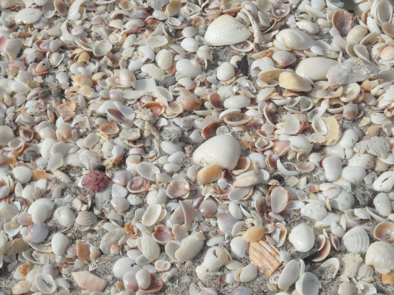 R and R travels: Manasota Key, Florida