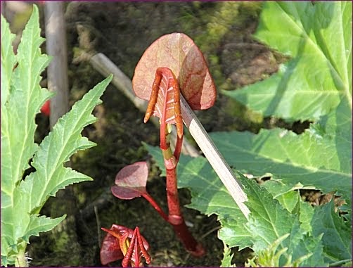 A Gurn from Nurn: Invasive species enjoying the Easter sunshine