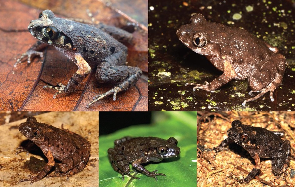 Species New to Science: [Herpetology • 2016] Five New, Microendemic ...