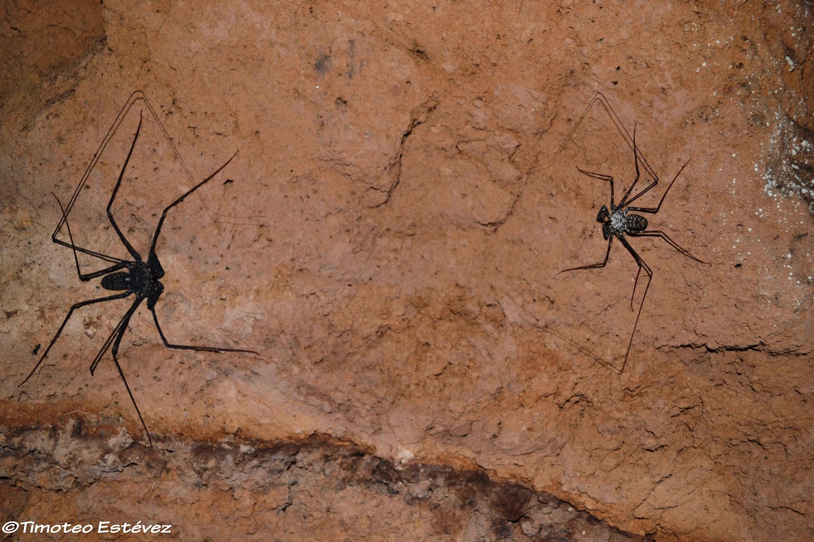 Los Guabás (Phrynus longipes) | Con mi Nokia en la mano.