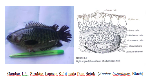 MAKALAH SISTEM INTEGUMEN VERTEBRATA